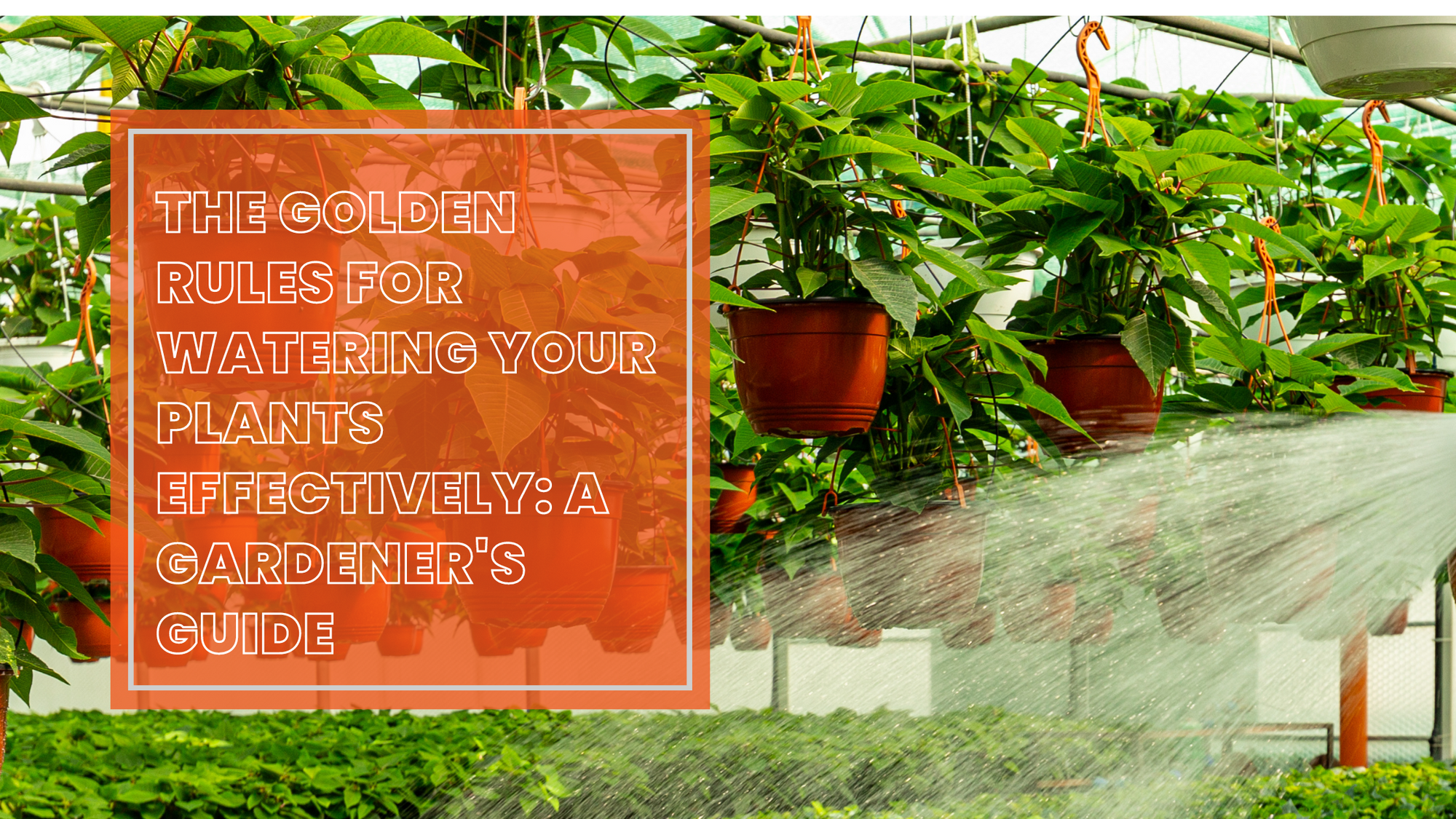 The Golden Rules for Watering Your Plants Effectively: A Gardener's Gu ...