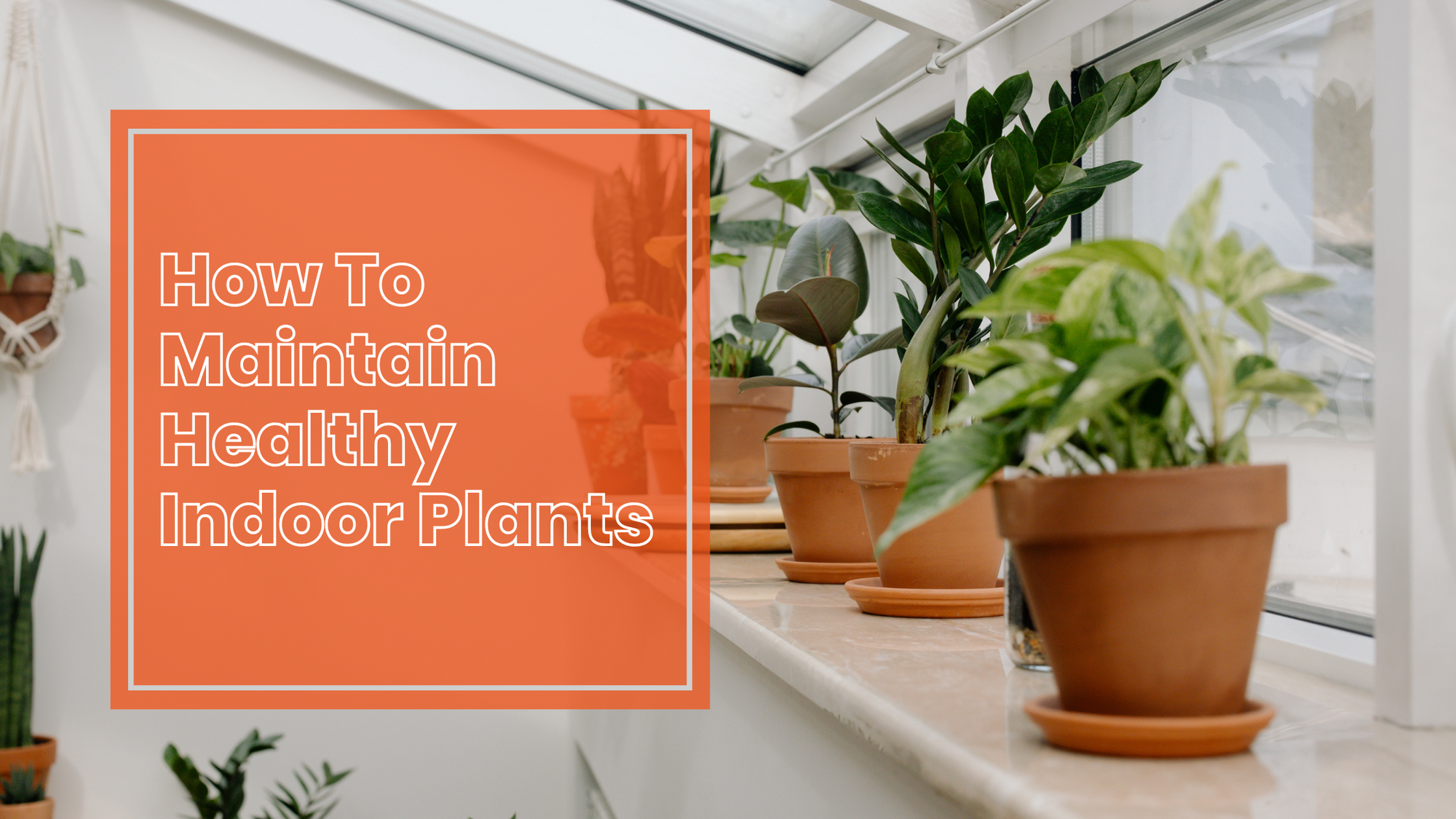 5 Tips To Maintain Healthy Indoor Plants – BALDR Electronic